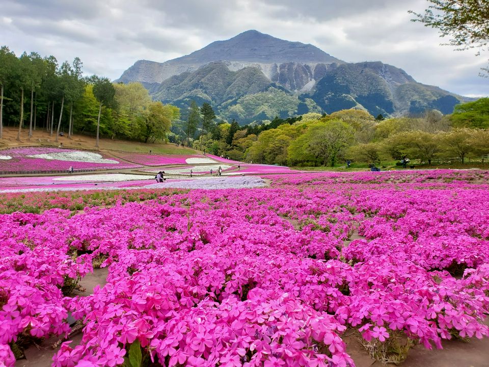 10 Great Places To View Spring Flowers Around Japan | MATCHA - JAPAN ...