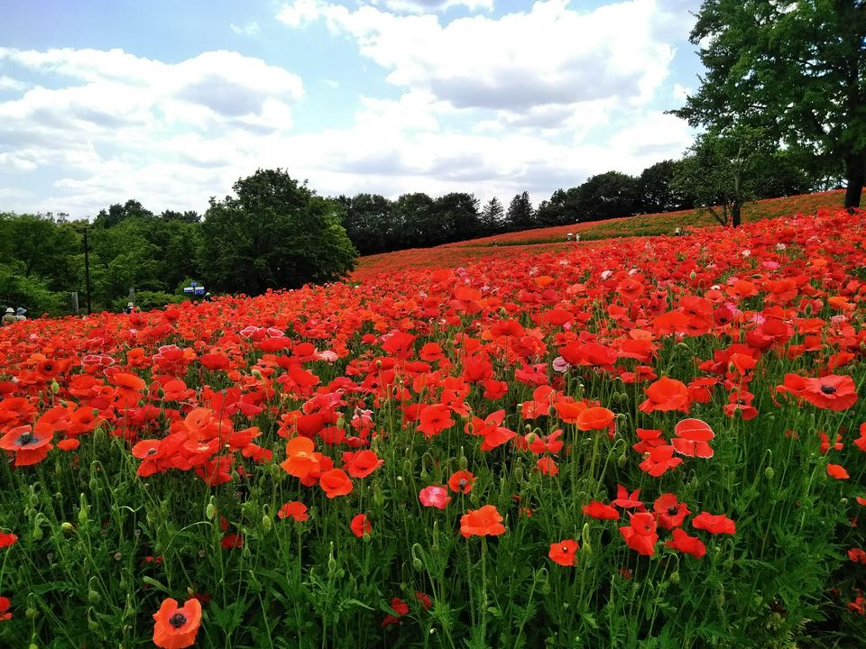 10 Great Places To View Spring Flowers Around Japan | MATCHA - JAPAN ...