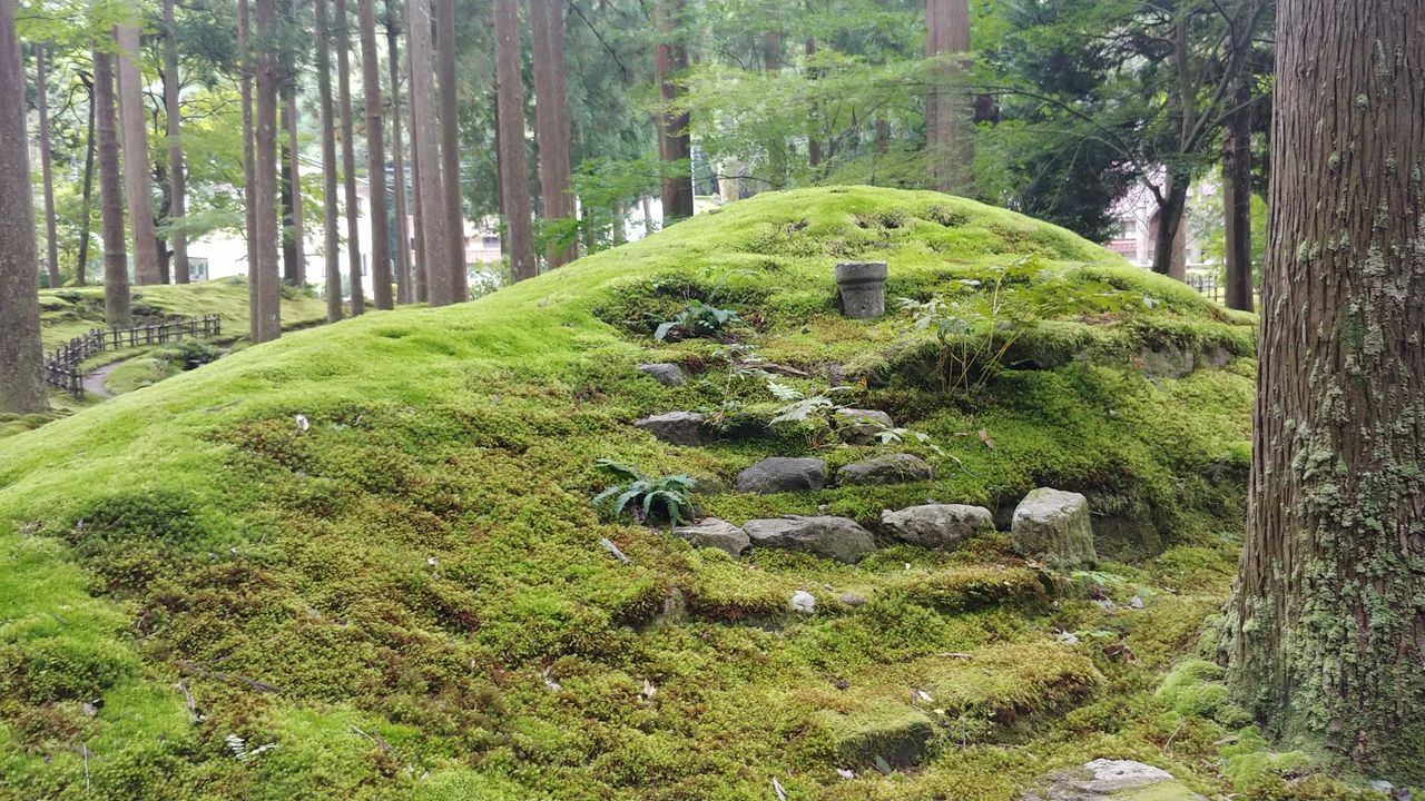 Japan's Moss Village, Koke No Sato - A Studio Ghibli-Like Wonderland ...
