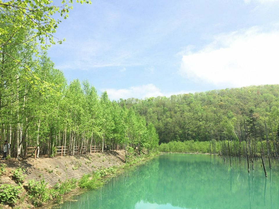 Hokkaido's Shirogane Blue Pond - A Stunning Sight Created By Accident ...