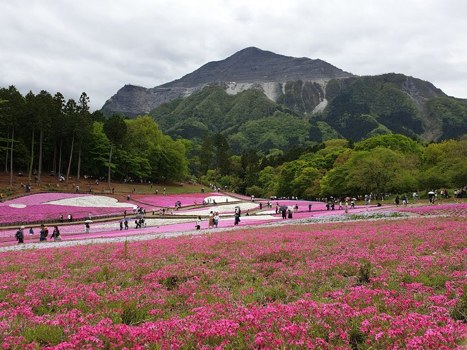 10 Great Places To View Spring Flowers Around Japan | MATCHA - JAPAN ...